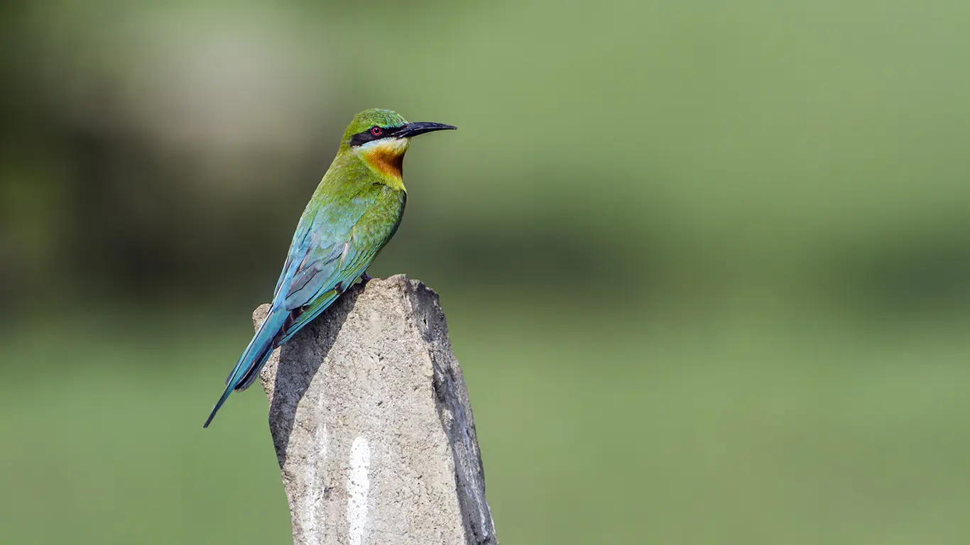 Best Tiger and Bird Photographic Safari -Photography Tour