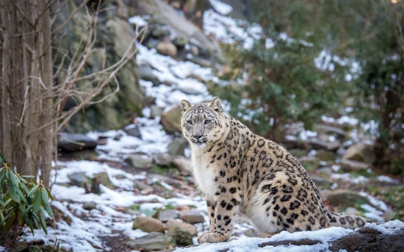 Snow Leopard Expedition Tour in Ulley, Leh - Book Safaris