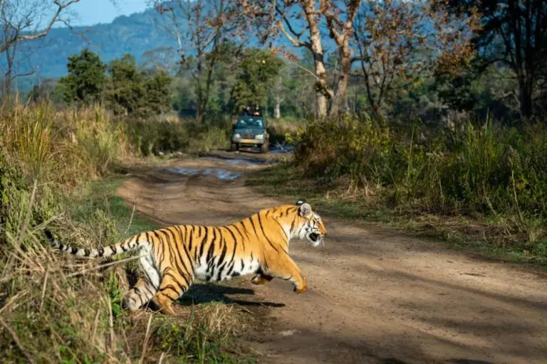 National Park vs Wildlife Sanctuary vs Tiger Reserve