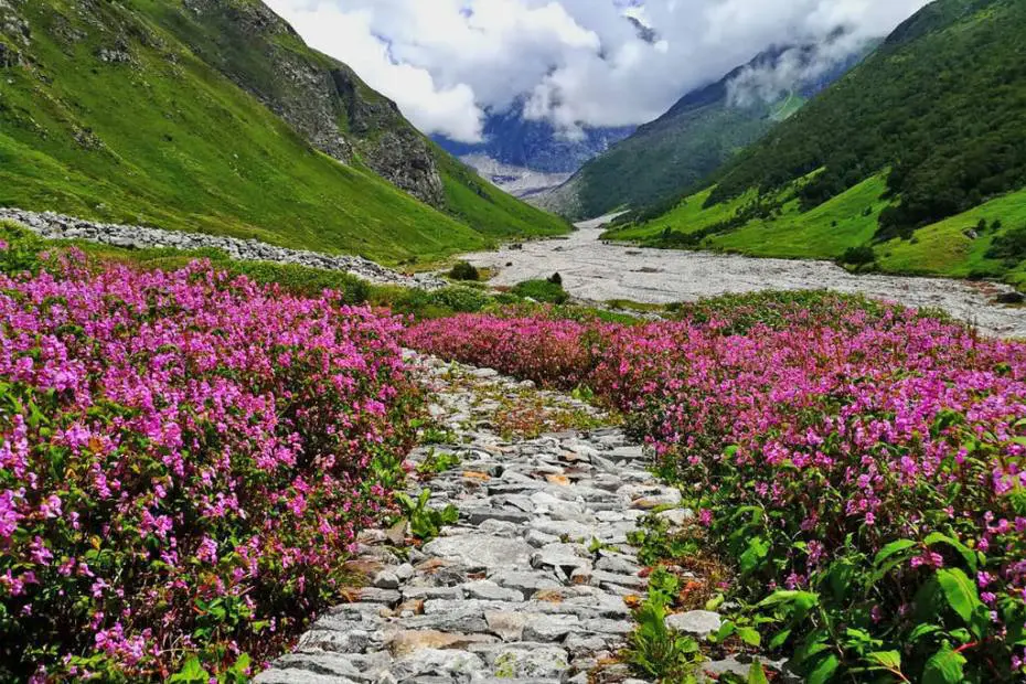 Top 7 protected areas of India to conserve flowering plants