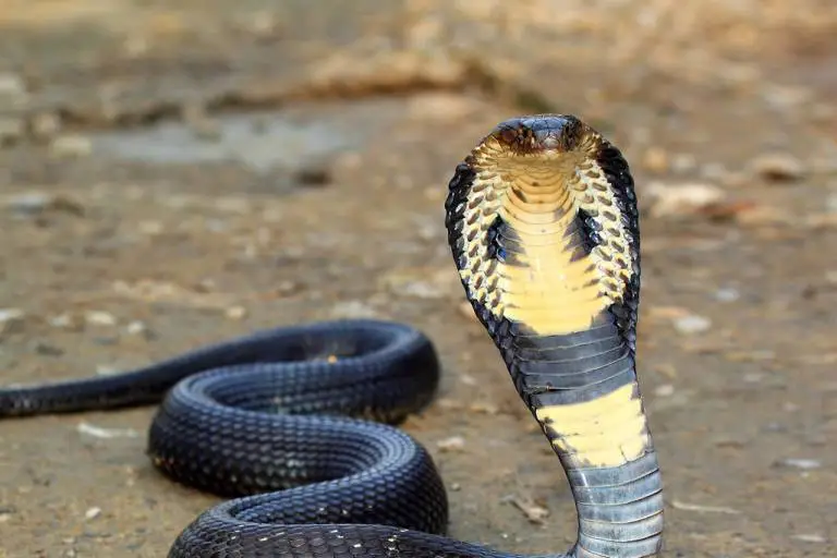 Facts about the King Cobra: Habitat, Venom, Hunting, Diet