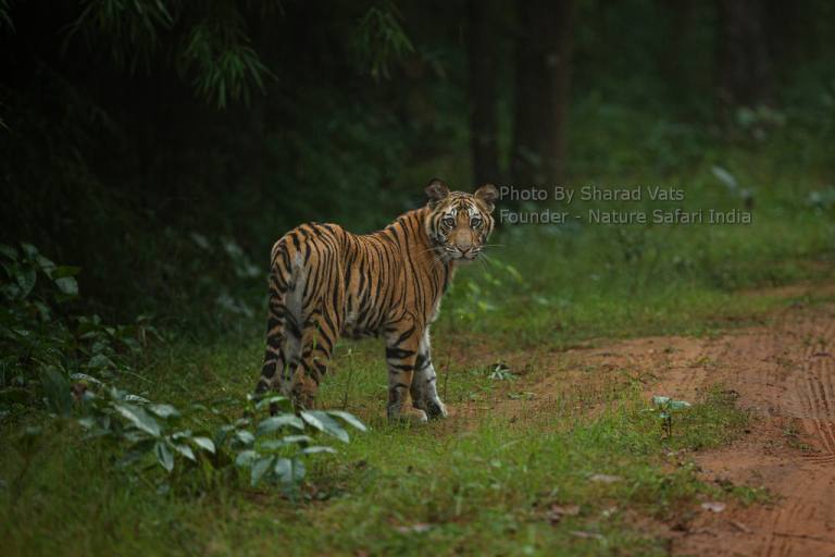 Deer & Deer Antler - Exploring India's Wildlife