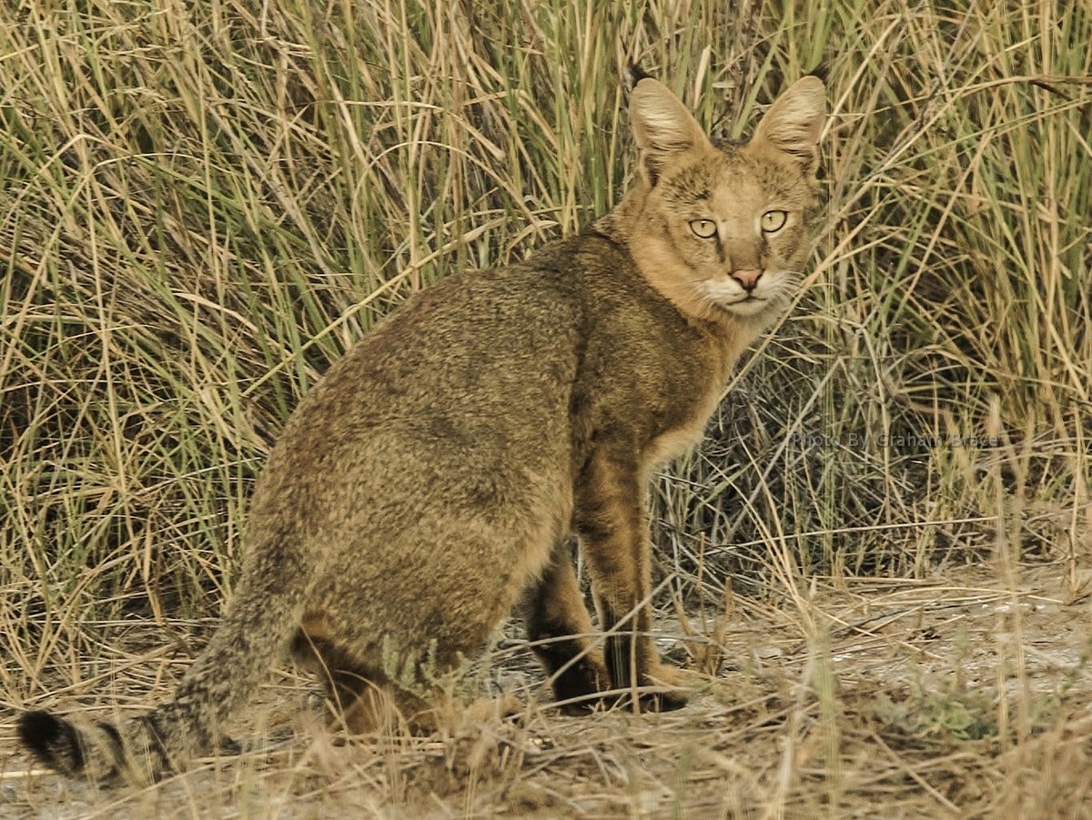 Testimonials for Tiger Safari in India - Nature Safari India