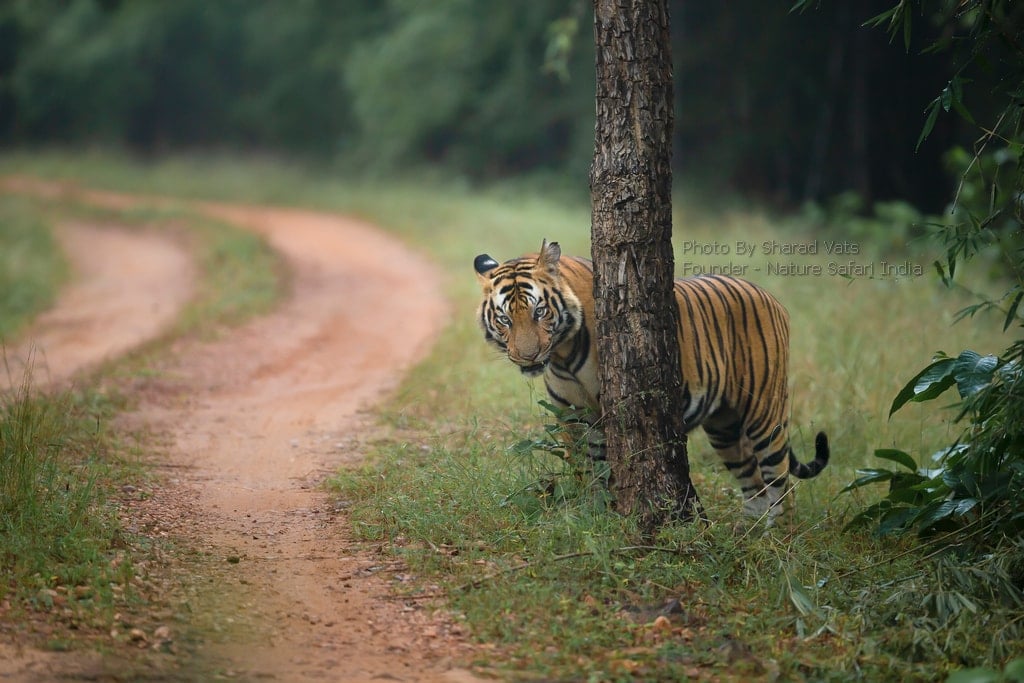 Witness the Beauty of India's 'Tiger State' on Safari - Fusion Chat