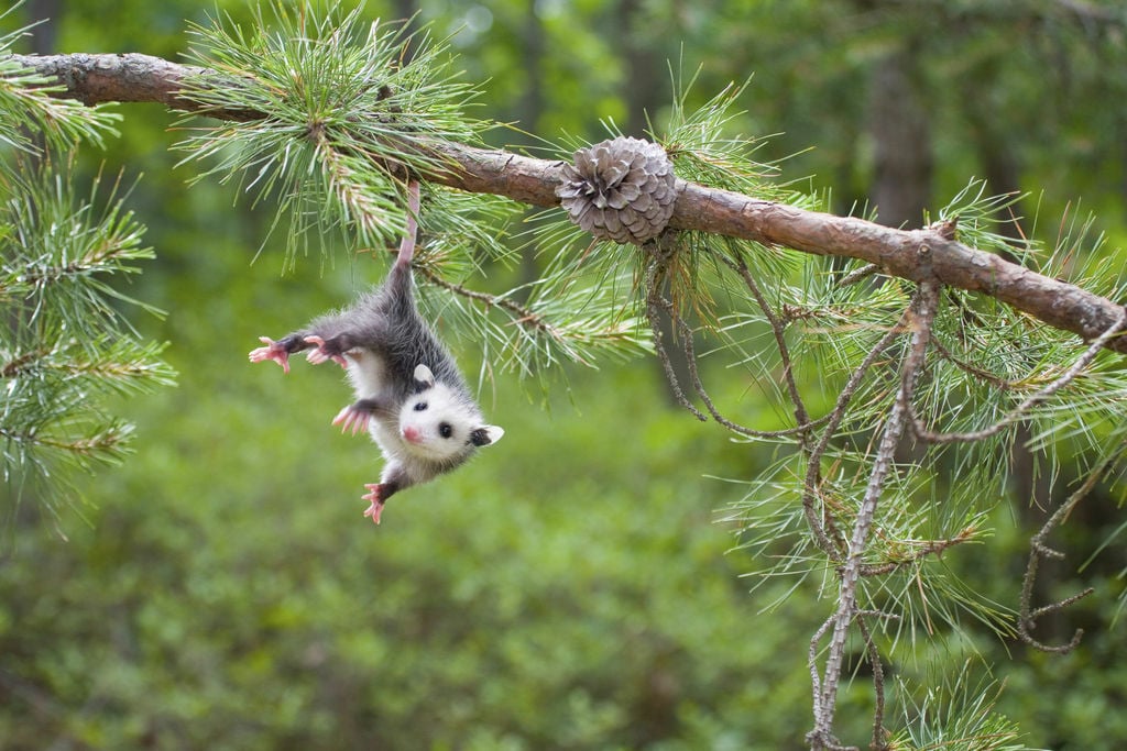 Best defense tactics of animals around the world