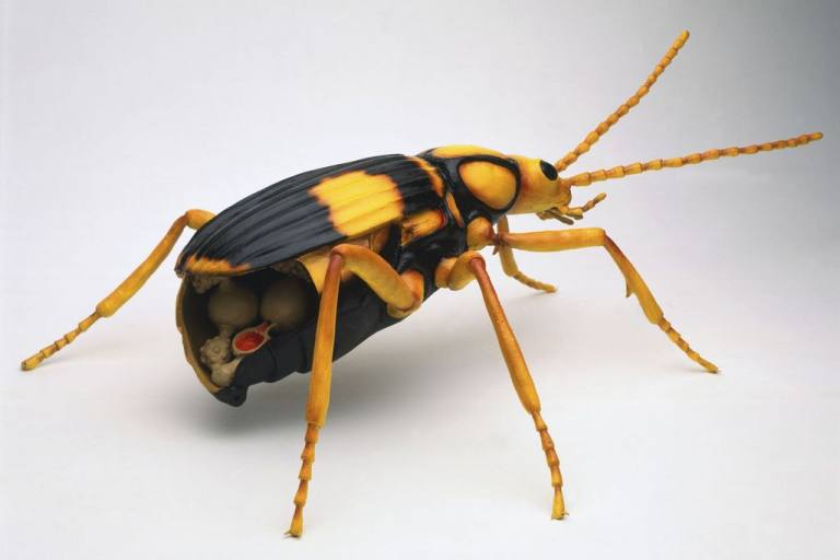 Best defense tactics of animals around the world