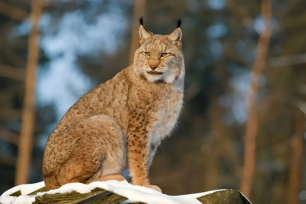 Top Five Predator of Himalayas