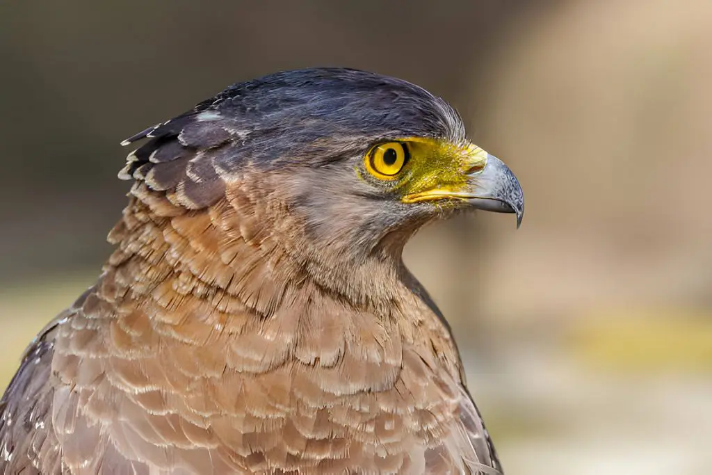 Top Five Predator of Himalayas