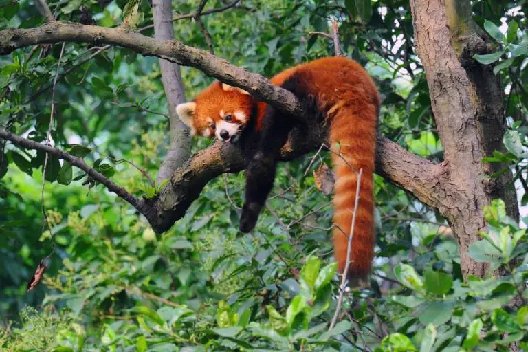 Singalila National Park - Red Panda and Rhododendron Conservation