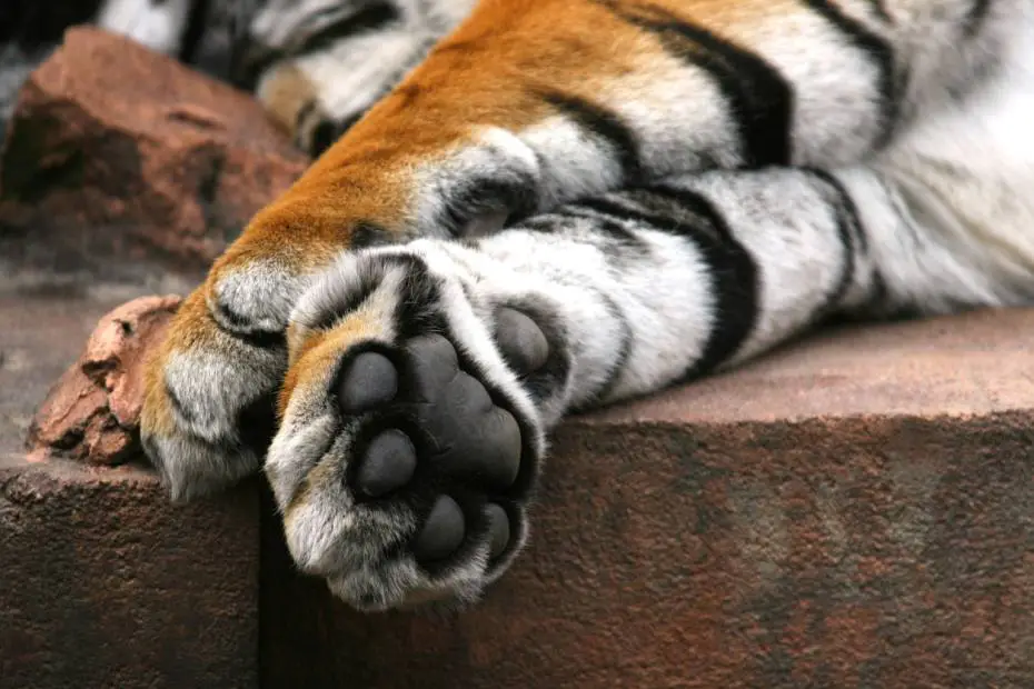 Top 10 Facts About The Bengal Tiger Paws You Must Know