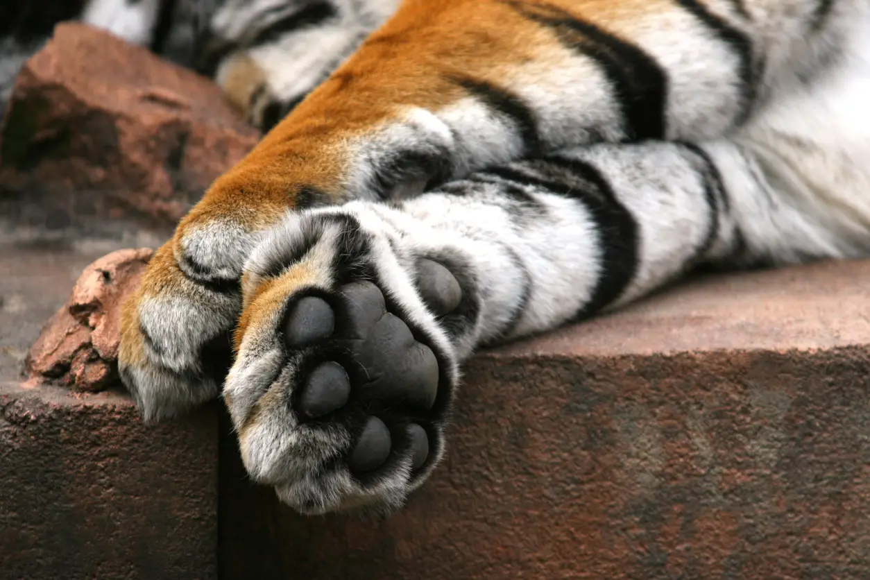 Top 10 Facts About The Bengal Tiger Paws You Must Know