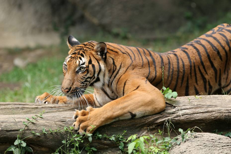 Tiger Conservation in India and 50 Years of Project Tiger