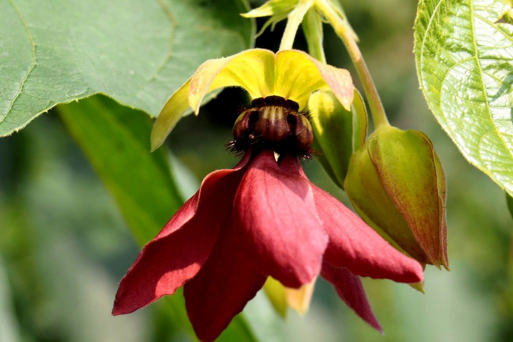 Botanical Knowledge of the Gond and Baiga Tribes in India