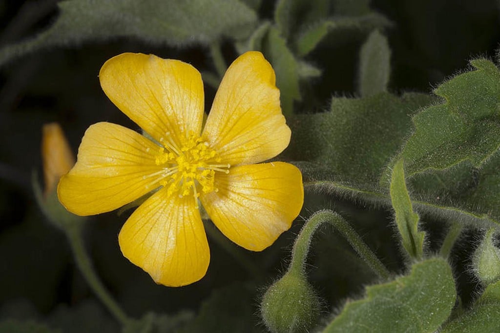 Botanical Knowledge of the Gond and Baiga Tribes in India
