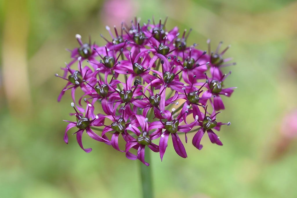 Botanical Knowledge of the Gond and Baiga Tribes in India