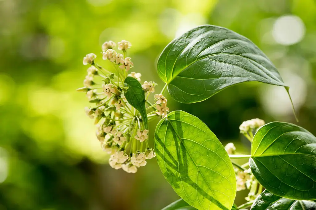 Botanical Knowledge of the Gond and Baiga Tribes in India