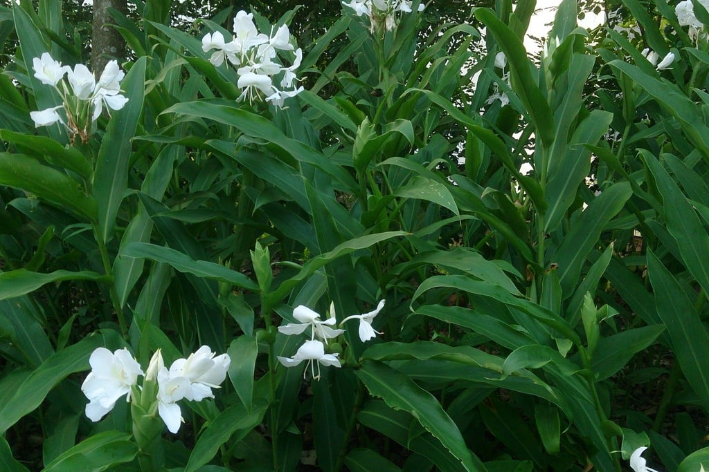 Botanical Knowledge of the Gond and Baiga Tribes in India