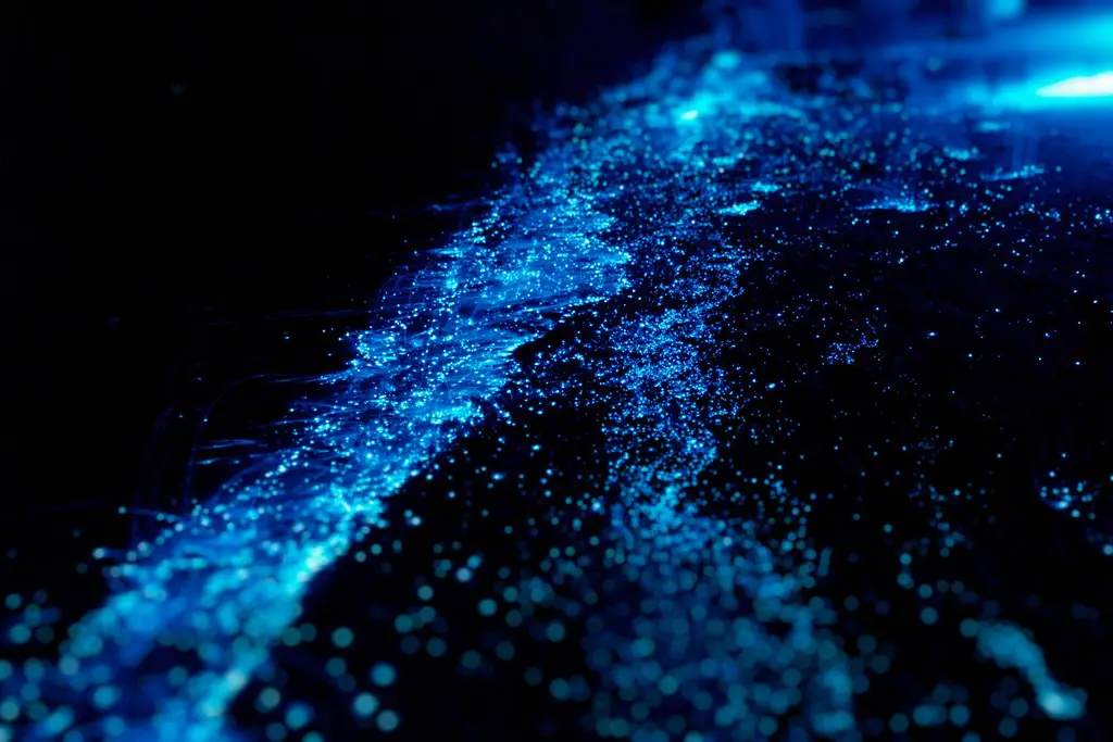 Bioluminescence in India - A Rare Natural Wonder