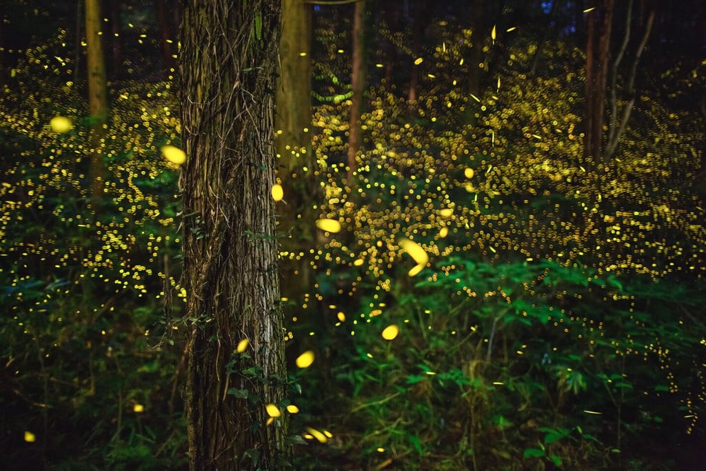 Bioluminescence in India - A Rare Natural Wonder