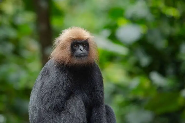 Different Species Of Pandas And Where To Find Them - Nature Safari India