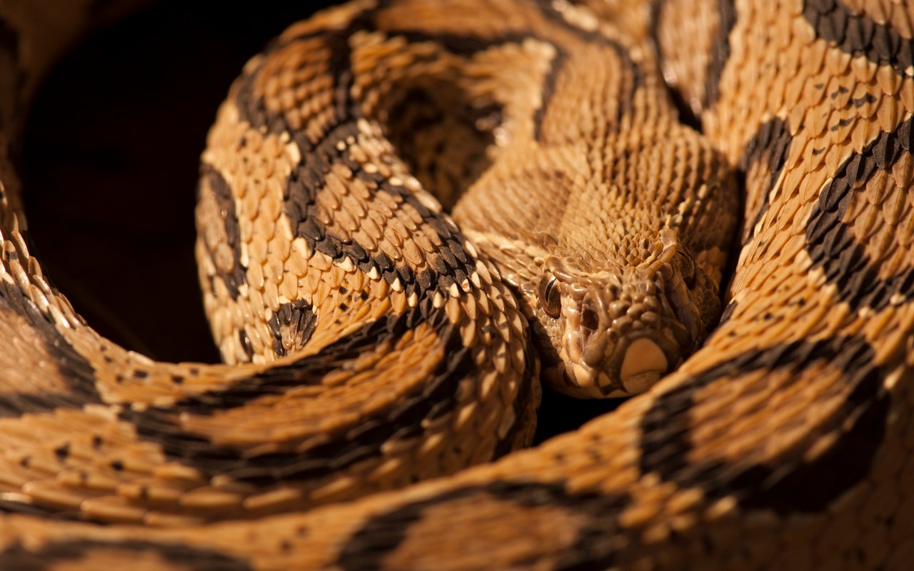 The Top 10 Venomous Snakes in India - Size, Diet, Antivenom