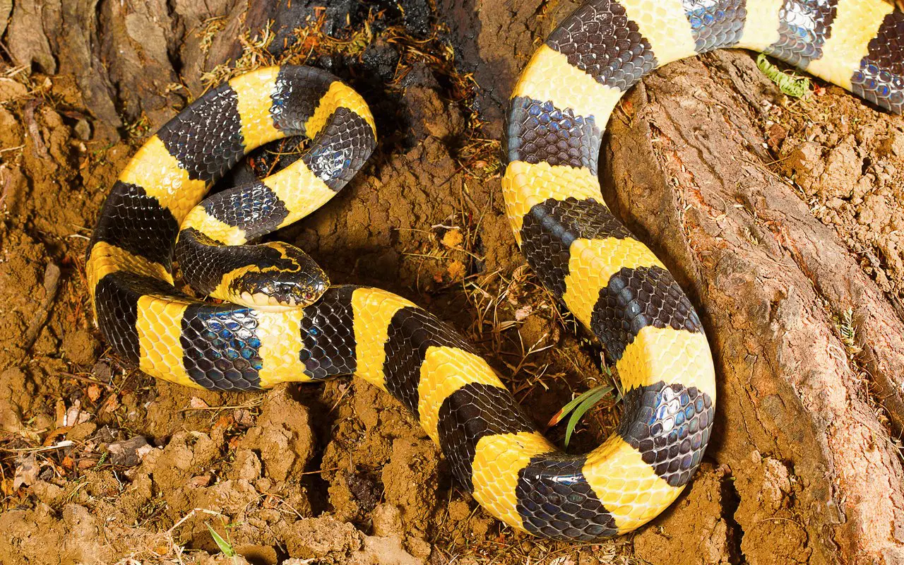 The Top 10 Venomous Snakes in India - Size, Diet, Antivenom