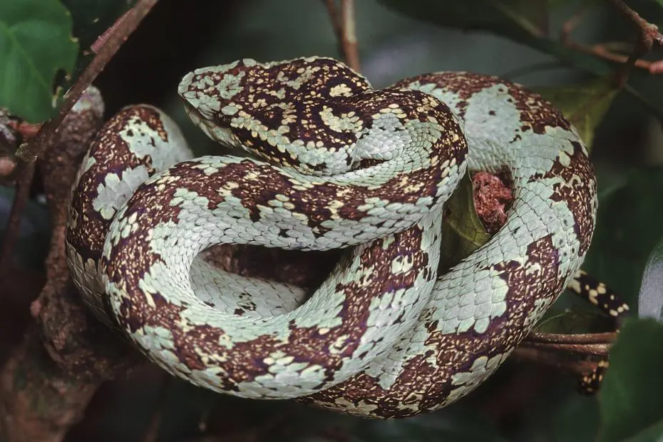 The Top 10 Venomous Snakes in India - Size, Diet, Antivenom