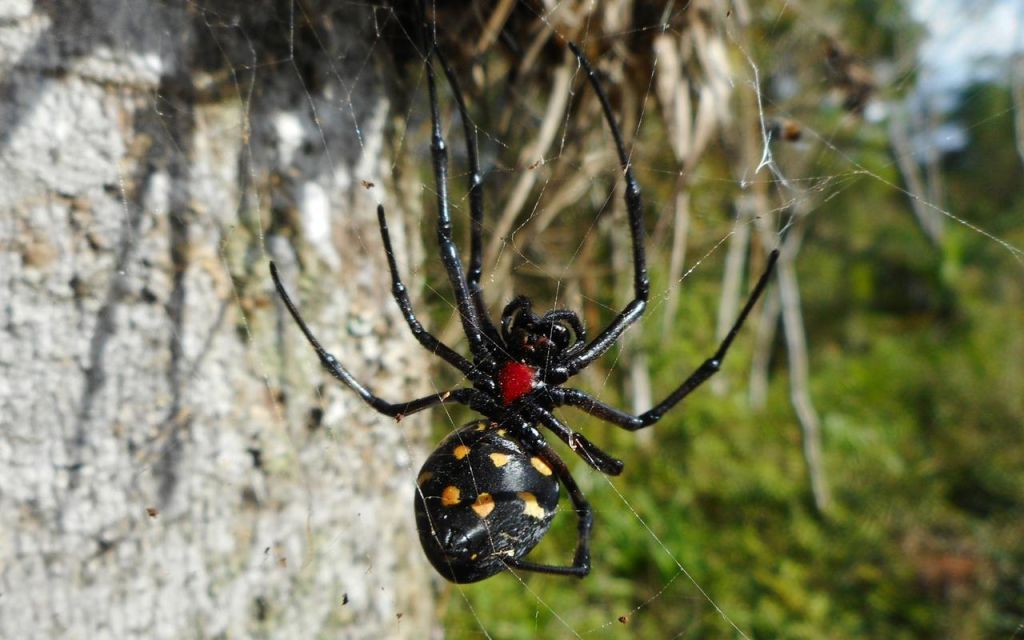 Fascinating Spiders And Spider-Webs Found in India
