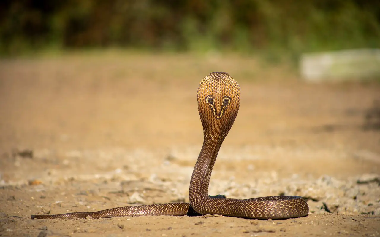 10 Life-Saving Signals Animals Use to Warn Predators