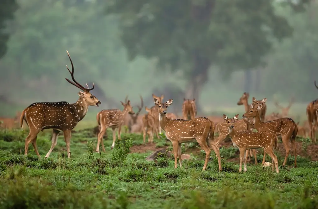 10 Life-Saving Signals Animals Use to Warn Predators