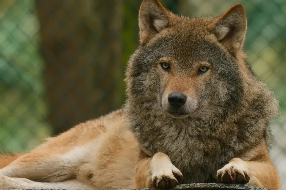 Animal Attacks in Captivity: Real Incidents, Causes & More