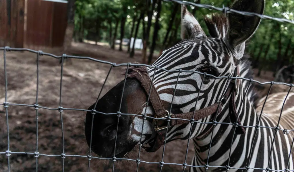 Animal Attacks in Captivity: Real Incidents, Causes & More