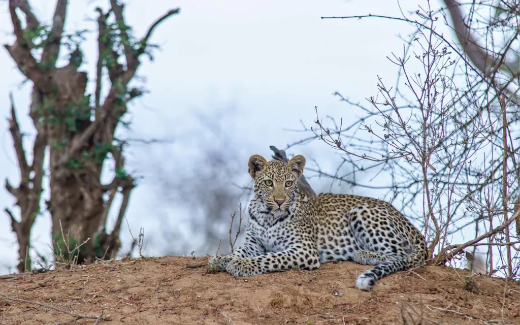 Top 3 Places To See Leopards In Rajasthan, India